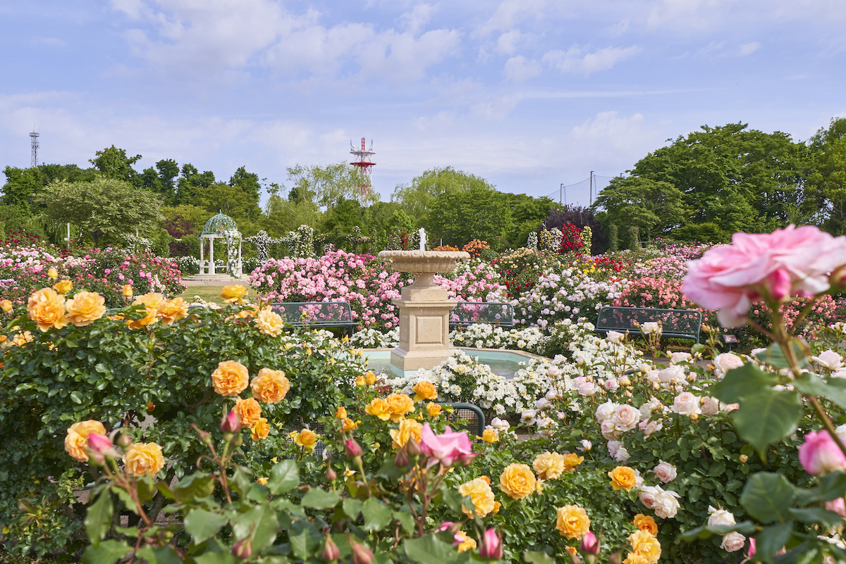 千葉 八千代市 京成バラ園 入園Eチケット 購入 〈当日購入可能〉【楽天トラベル 観光体験】
